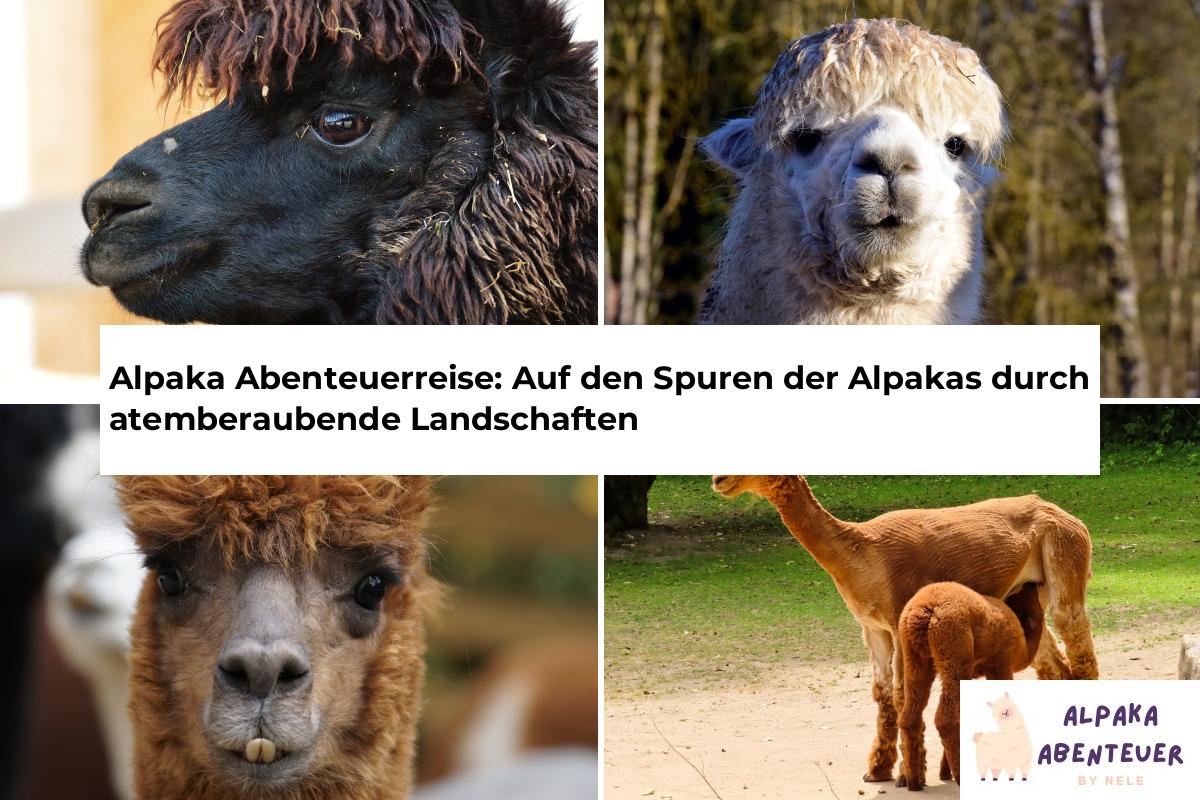 Die Kommunikation der Alpakas: Wie sie miteinander kommunizieren ...