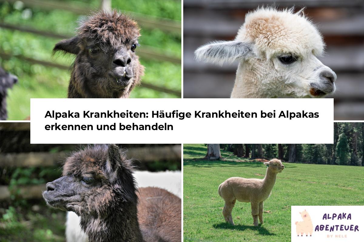 Alpaka Krankheiten: Häufige Krankheiten bei Alpakas erkennen und ...