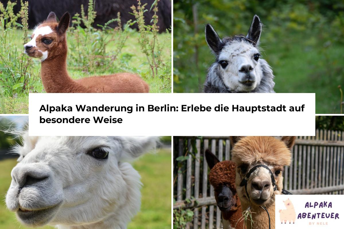 Die Anatomie der Alpakas: Ein Überblick über ihren Körperbau | Alpaka ...