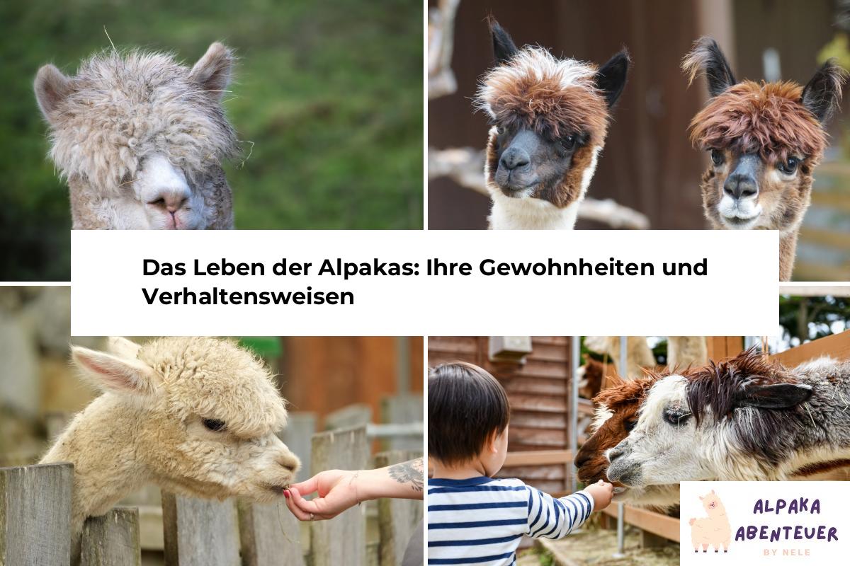 Das Leben der Alpakas: Ihre Gewohnheiten und Verhaltensweisen | Alpaka ...