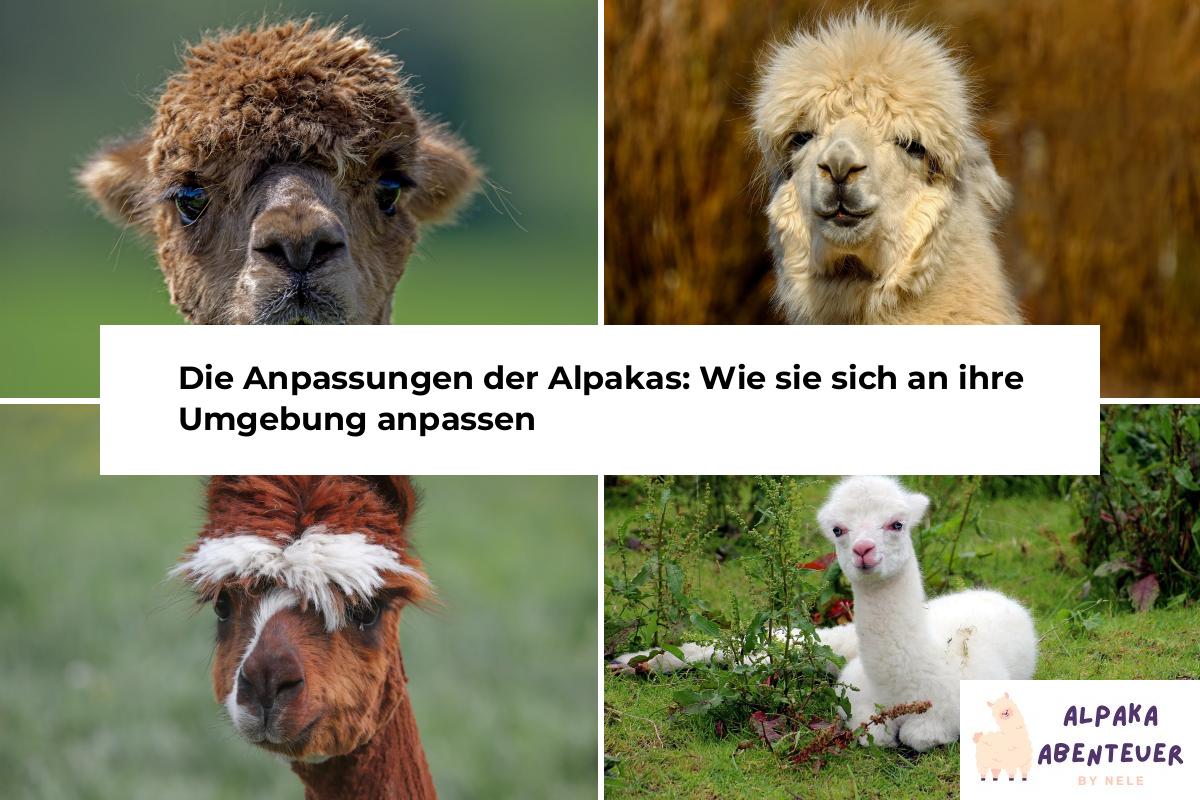 Die Anpassungen der Alpakas: Wie sie sich an ihre Umgebung anpassen ...