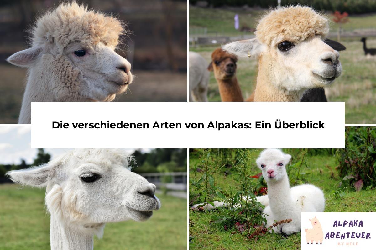 Die verschiedenen Arten von Alpakas: Ein Überblick | Alpaka Abenteuer