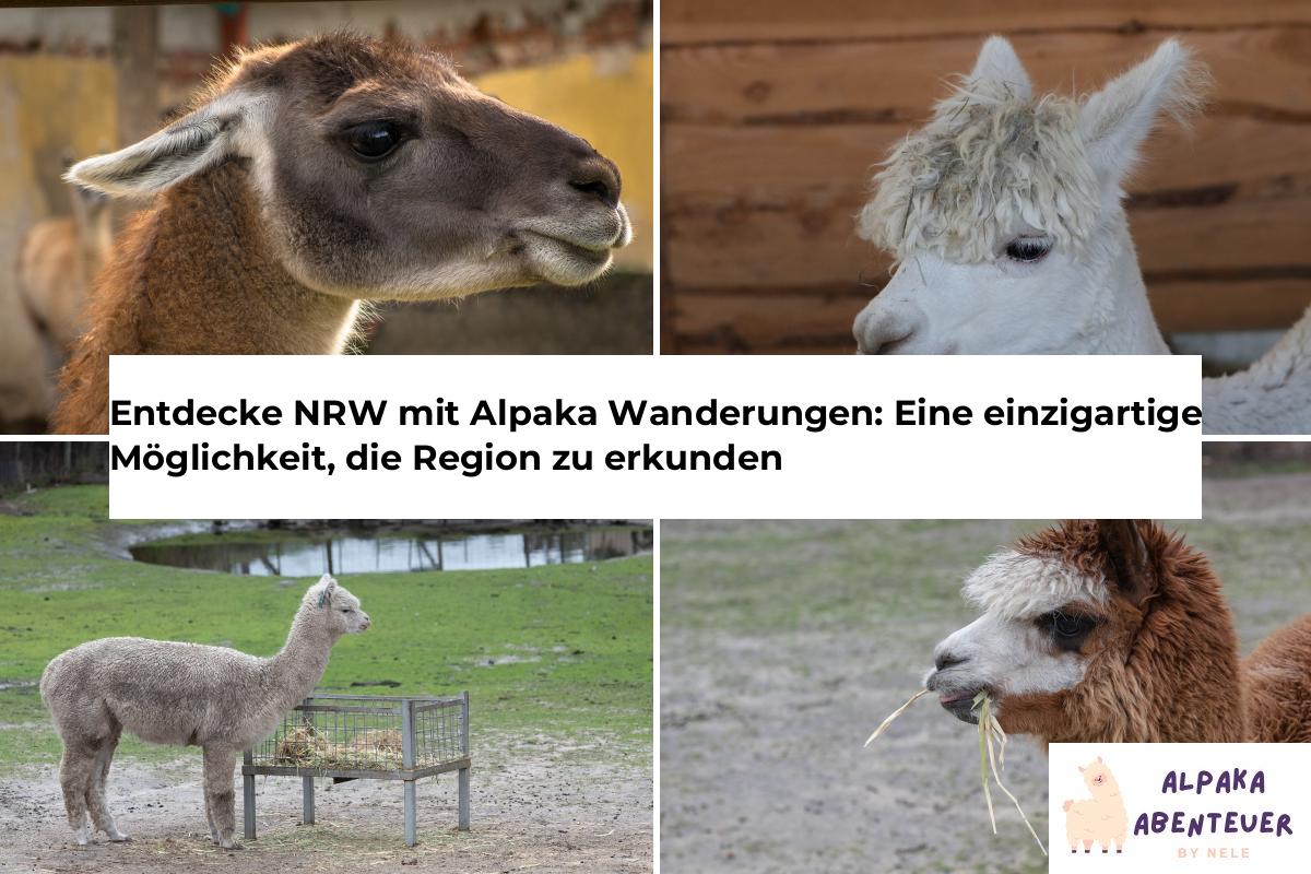 Die verschiedenen Arten von Alpakas: Ein Überblick | Alpaka Abenteuer